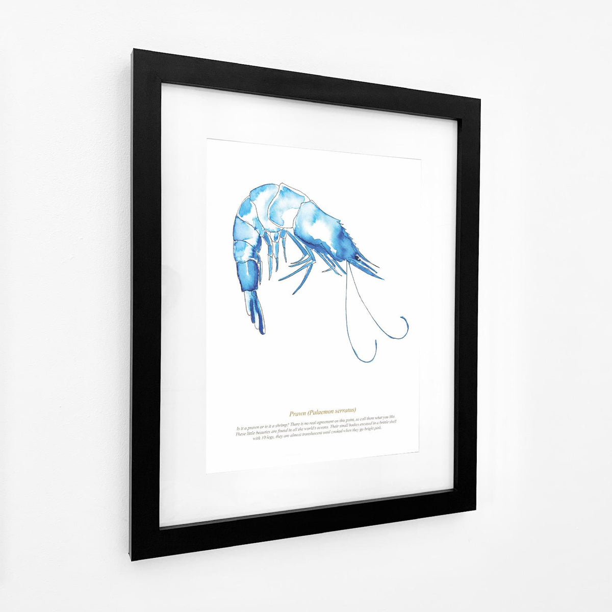 Prawn Watercolour Art Print, Coastal Wall Art Poster By SeaKisses